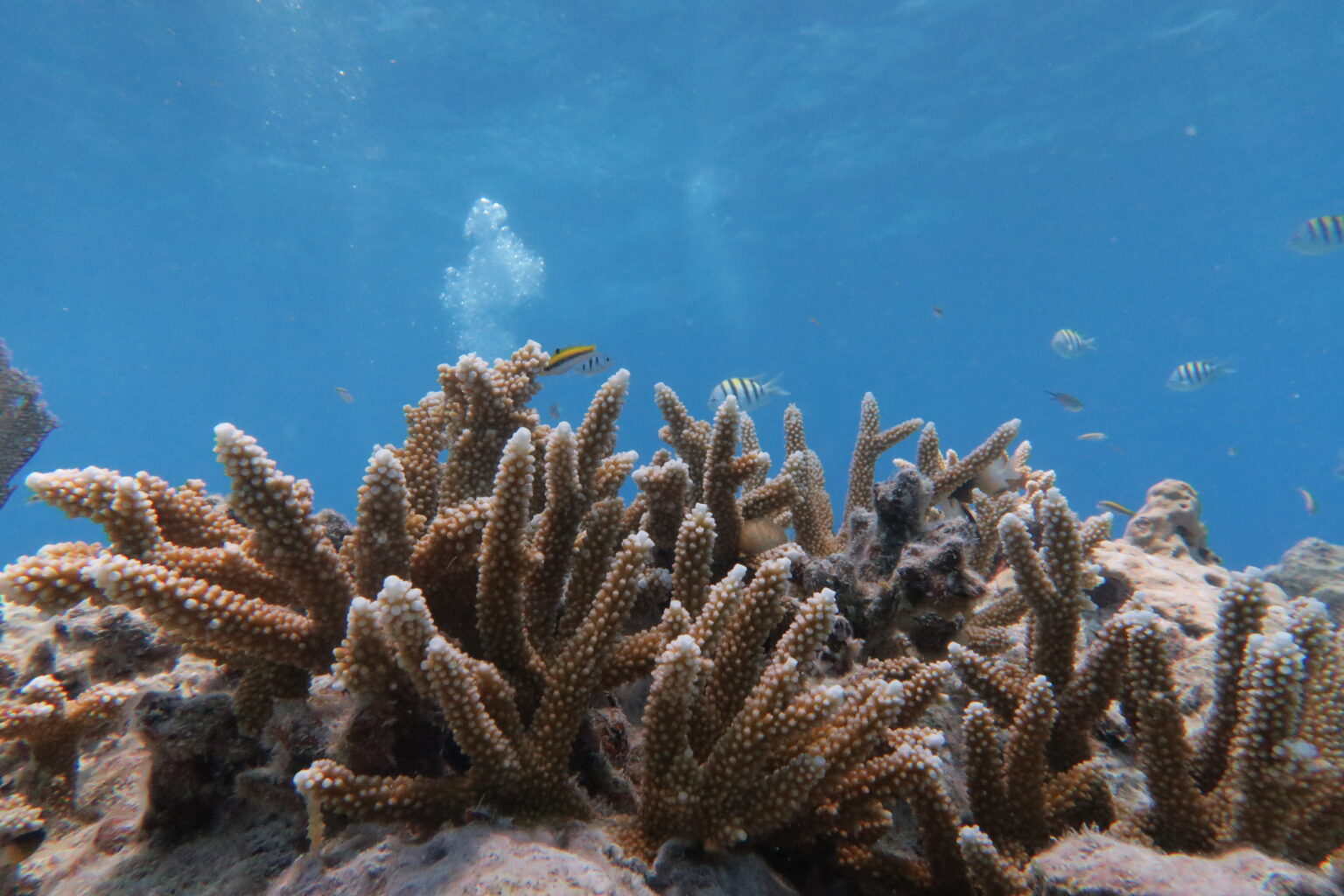 Destinations - DiveMaster Key West